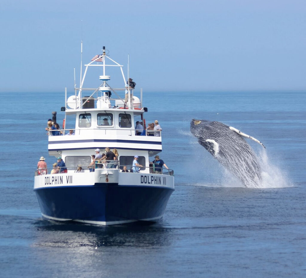 Dolphin Fleet | Kids on the Cape